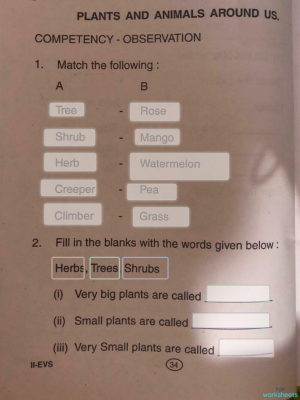 PLANTS - OBSERVATION. Interactive worksheet | TopWorksheets