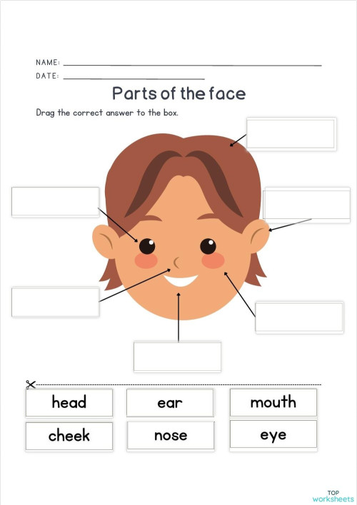 Parts of the face. Interactive worksheet | TopWorksheets