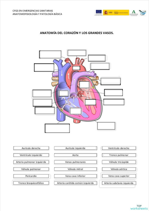 Anatomía del corazón y los grandes vasos. Ficha interactiva | TopWorksheets