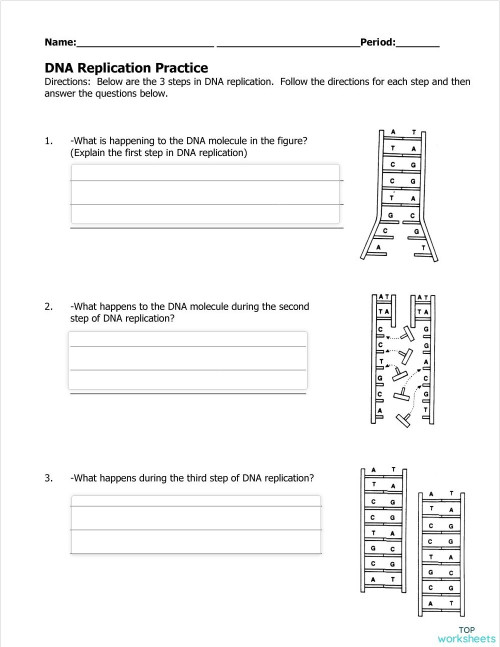 4/2 DNA Replication. Interactive worksheet | TopWorksheets