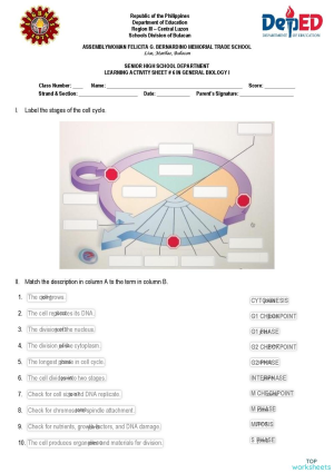 Module 6: Cell Cycle. Interactive worksheet | TopWorksheets