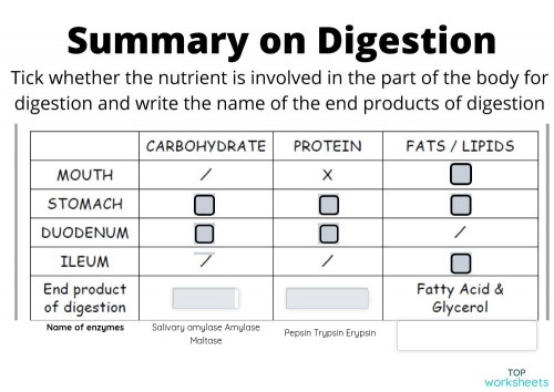 Summary on digestion. Interactive worksheet | TopWorksheets