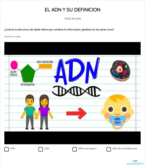 Hoja De Trabajo Sobre La Actividad Del Adn