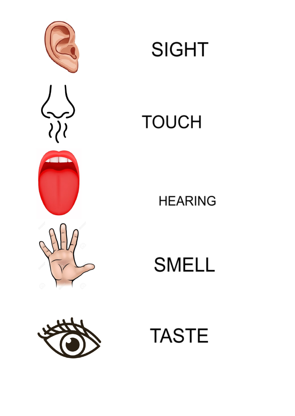 The 5 senses. Ficha interactiva | TopWorksheets