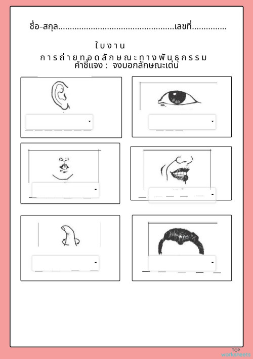 ใบงานที่2dropdown ใบงานเชิงโต้ตอบ Topworksheets