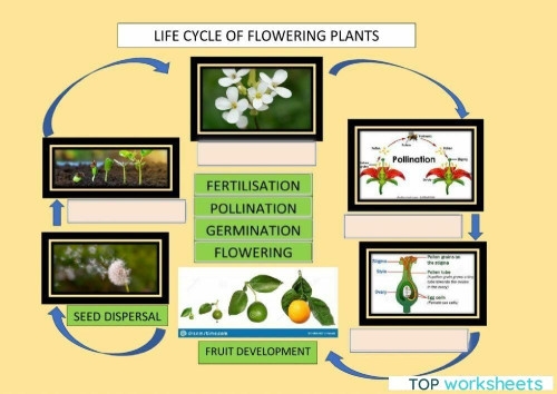 Life cycle of flowering plants (i). Interactive worksheet | TopWorksheets