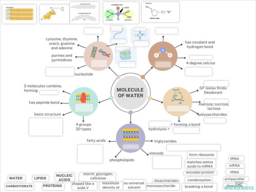 Molecule of Life chap 1 SES. Interactive worksheet | TopWorksheets