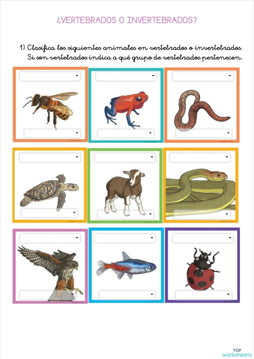 Vertebrados o invertebrados. Ficha interactiva | TopWorksheets
