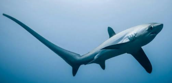 Endotermos o Ectotermos. Ficha interactiva | TopWorksheets