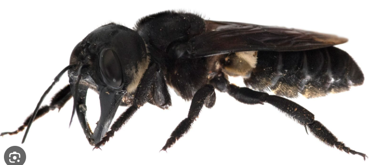 Endotermos o Ectotermos. Ficha interactiva | TopWorksheets