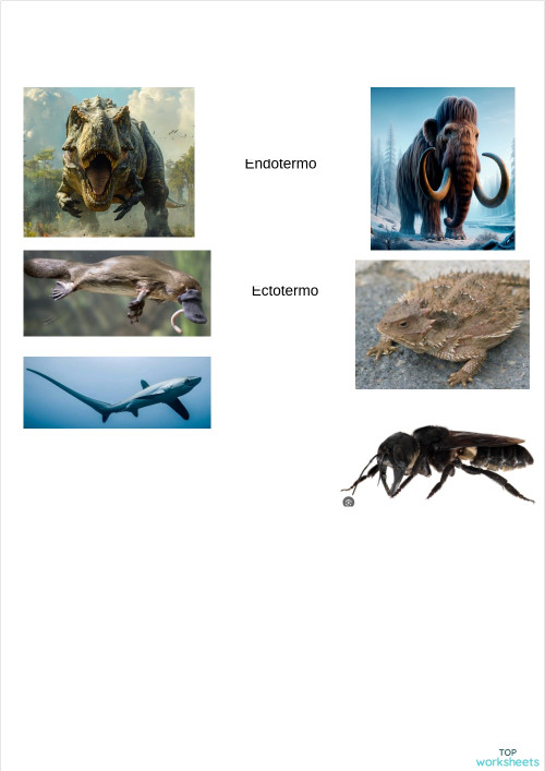 Endotermos o Ectotermos. Ficha interactiva | TopWorksheets