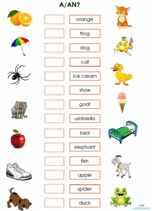 A/an matching worksheet. Interactive worksheet | TopWorksheets
