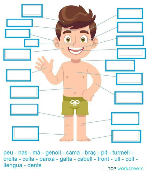 Parts del col. Fitxa interactiva | TopWorksheets