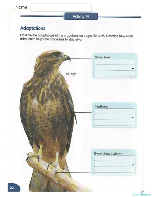 Activity 14: Adaptation. Interactive worksheet | TopWorksheets