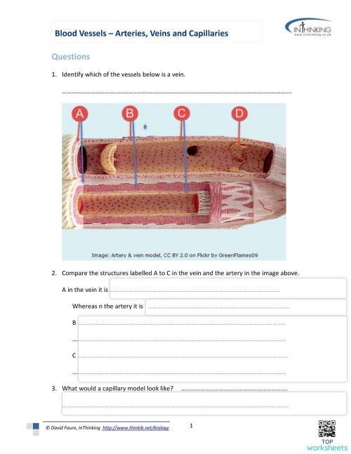 Blood Vessels. Interactive worksheet | TopWorksheets