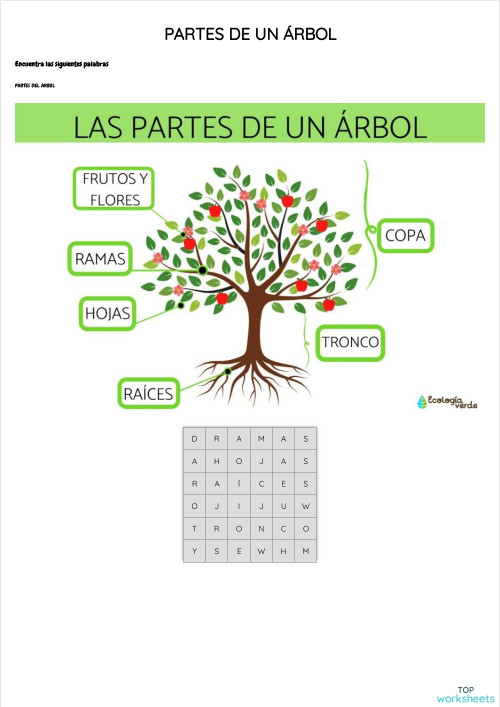 PARTES DE UN ÁRBOL. Ficha interactiva | TopWorksheets