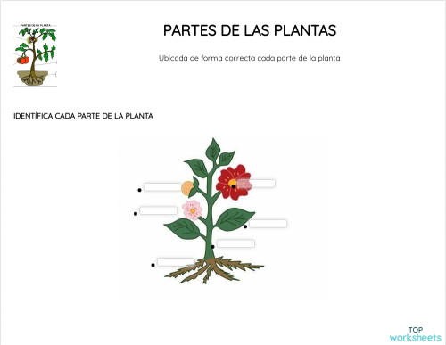Partes De Una Planta Para Imprimir