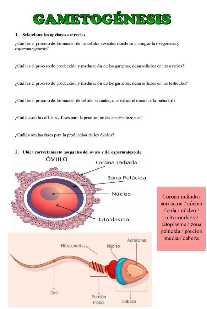 GAMETOGÉNESIS. Ficha interactiva | TopWorksheets