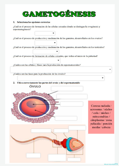 GAMETOGÉNESIS. Ficha interactiva | TopWorksheets