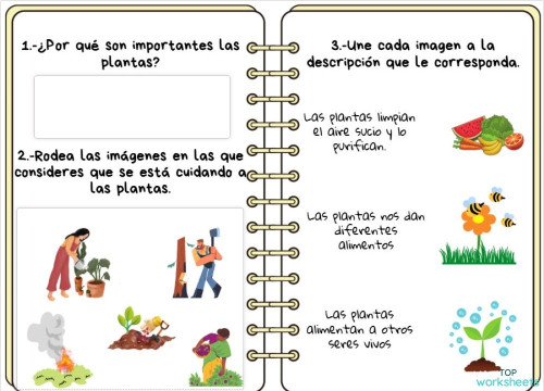 Las partes de la flor. Ficha interactiva | TopWorksheets