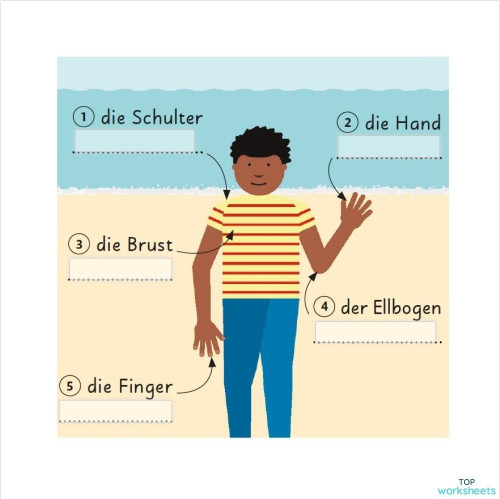 der Körper Teil 2. Interactive worksheet | TopWorksheets