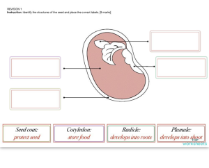 R1: Structure of A seed. Interactive worksheet | TopWorksheets