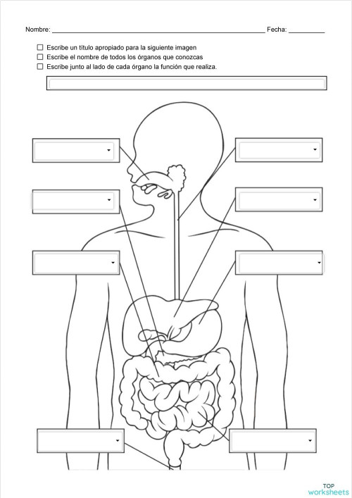 APARATO DIGESTIVO. Ficha interactiva | TopWorksheets