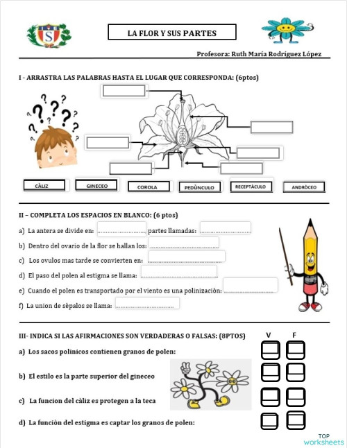 La Flor y sus Partes. Ficha interactiva | TopWorksheets