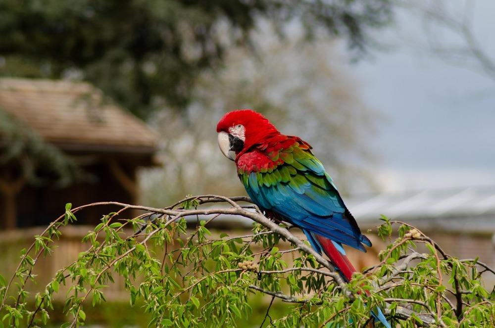 Exotic animals. Interactive worksheet | TopWorksheets