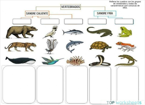 Los vertebrados. Ficha interactiva | TopWorksheets