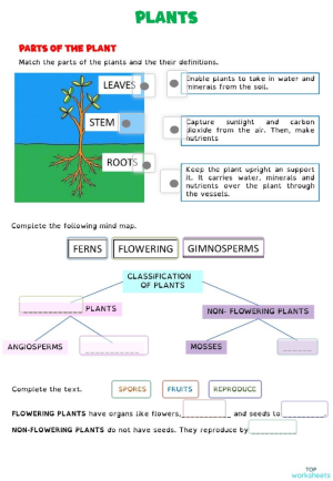PLANTS. UNIT 3.. Interactive worksheet | TopWorksheets