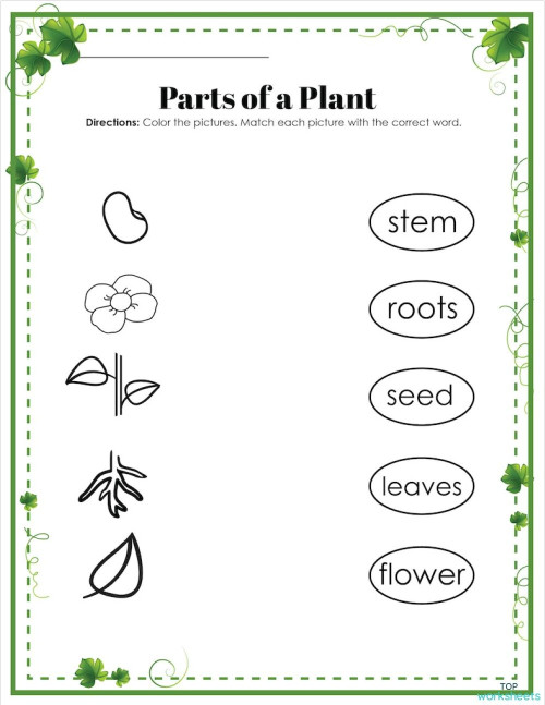 Parts of a plant. Interactive worksheet | TopWorksheets