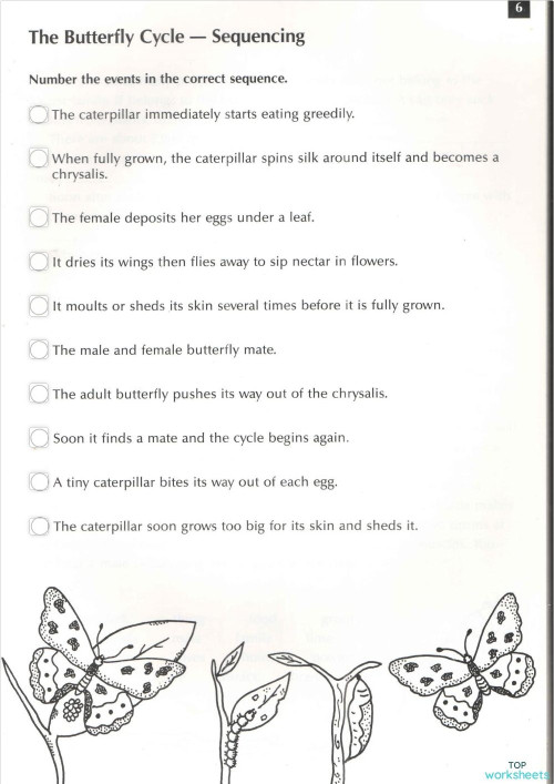 6. The Butterfly Cycle - Sequencing. Interactive worksheet | TopWorksheets