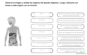 Aparato Digestivo. Ficha interactiva | TopWorksheets