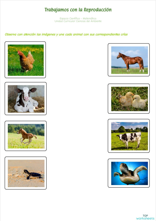 Trabajamos con la Reproducción. Ficha interactiva | TopWorksheets