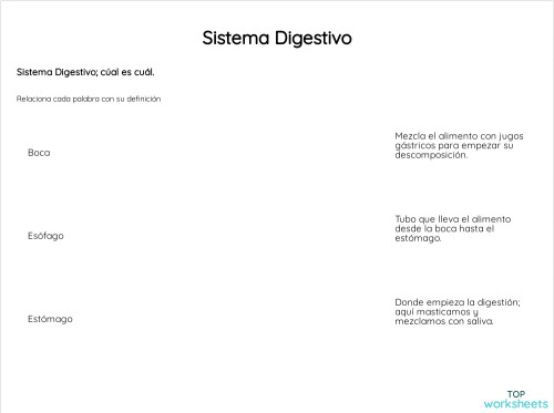 Sistema Digestivo. Ficha interactiva | TopWorksheets