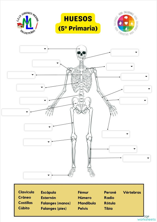 Huesos - Prueba 5º EP. Ficha interactiva | TopWorksheets