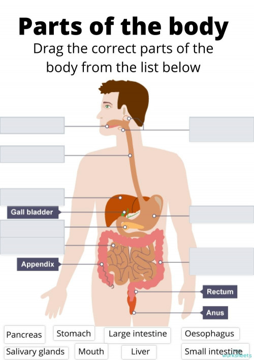 Parts of the body. Interactive worksheet | TopWorksheets