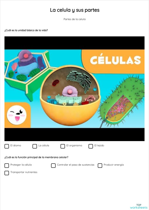 La celula y sus partes. Ficha interactiva | TopWorksheets