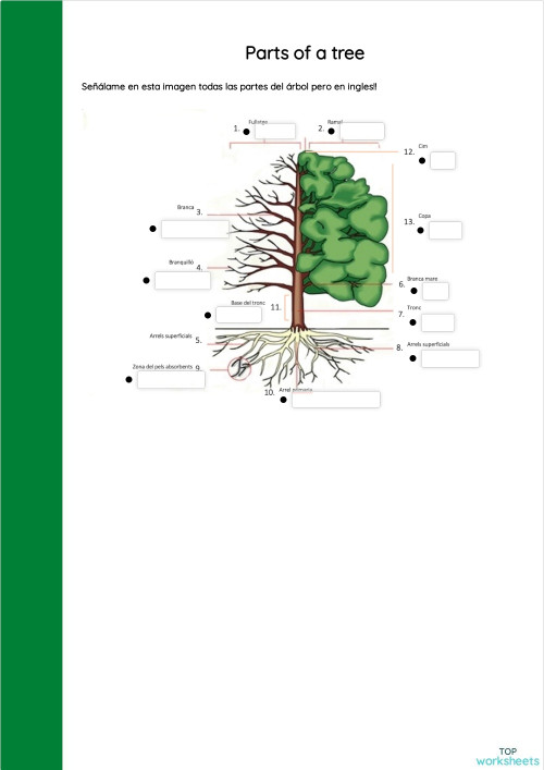 Parts of a tree. Ficha interactiva | TopWorksheets