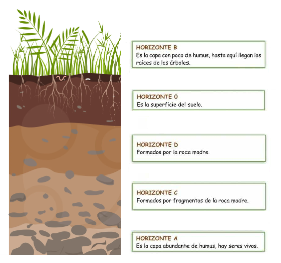 Conceptos del suelo. Ficha interactiva | TopWorksheets