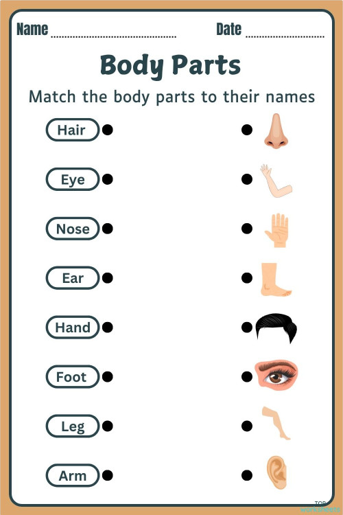 Body Parts. Interactive worksheet | TopWorksheets