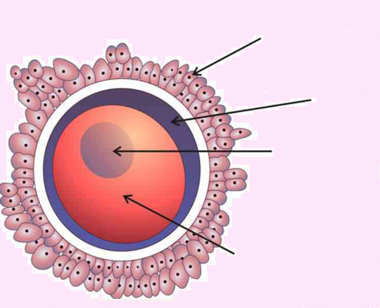 Partes del óvulo. Ficha interactiva | TopWorksheets