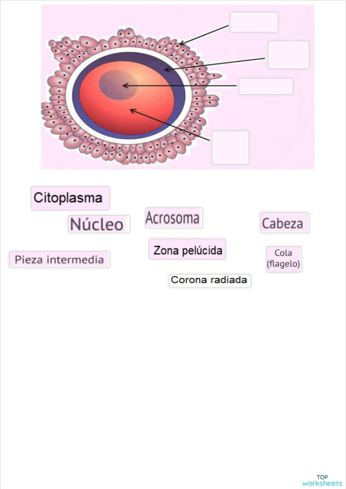 Partes del óvulo. Ficha interactiva | TopWorksheets