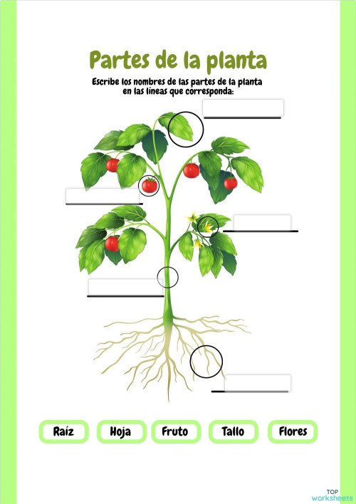 Partes de la planta. Ficha interactiva | TopWorksheets