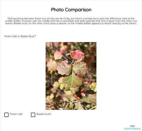 Photo Comparison. Interactive worksheet | TopWorksheets