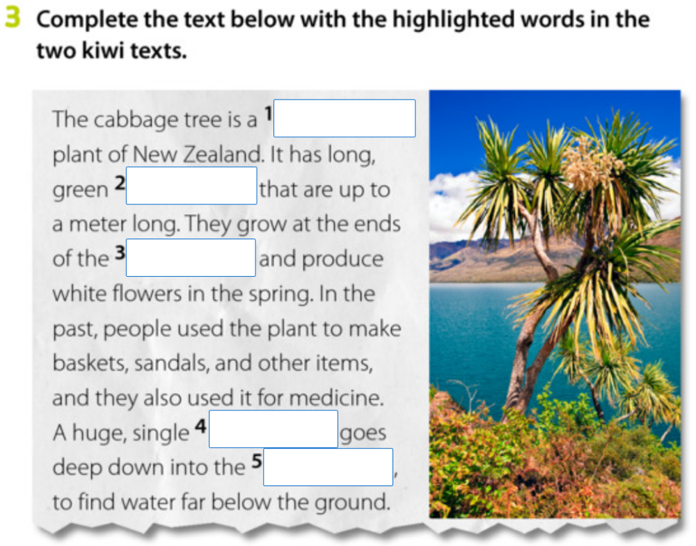 Around the world: New Zealand (kiwi bird). Interactive worksheet ...