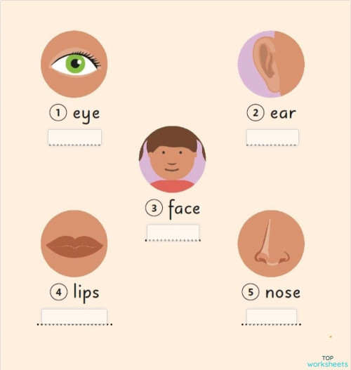 5 words a day body. Interactive worksheet | TopWorksheets