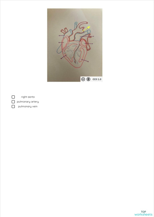 checkbox heart. Interactive worksheet | TopWorksheets