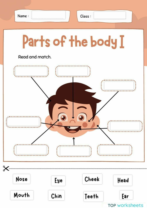 Parts of the body. Interactive worksheet | TopWorksheets